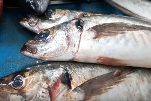 Nueva guía incentivará conservación y manejo de peces en Chile - Diario ...